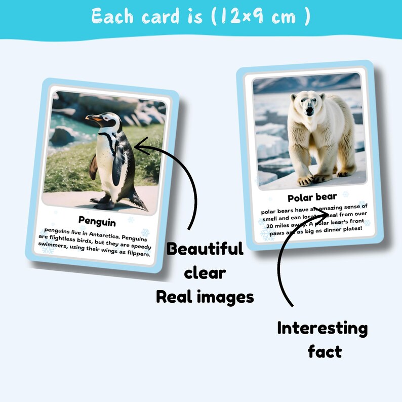 Polar Animals Facts Flashcards | a Set of 20 Flashcards | Arctic ...