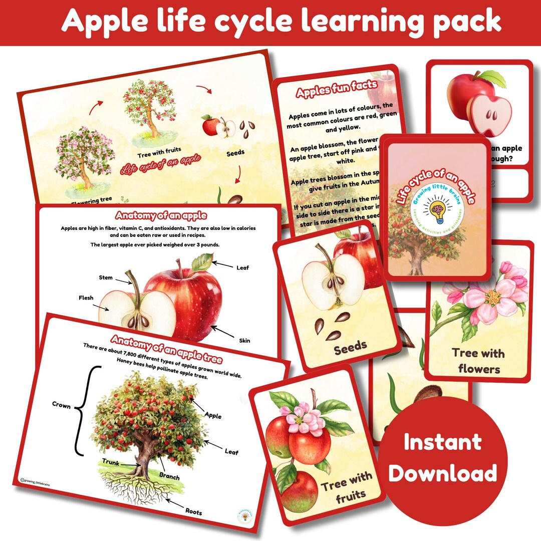Apple Life Cycle Learning Pack | Life Cycle Flash Cards | Anatomy of an ...