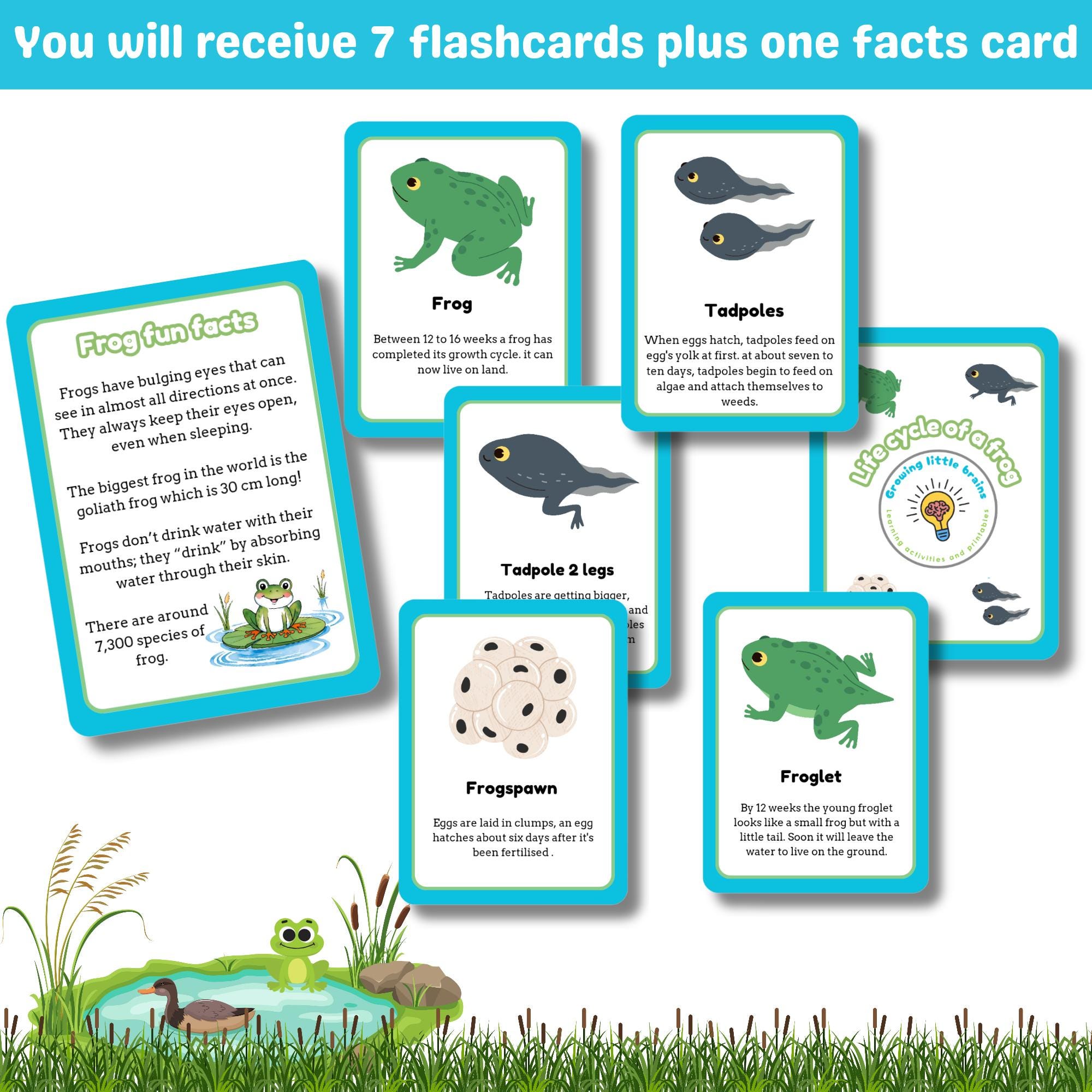 Frog Lifecycle Bundle | Frog Lifecycle Flashcards and Chart ...