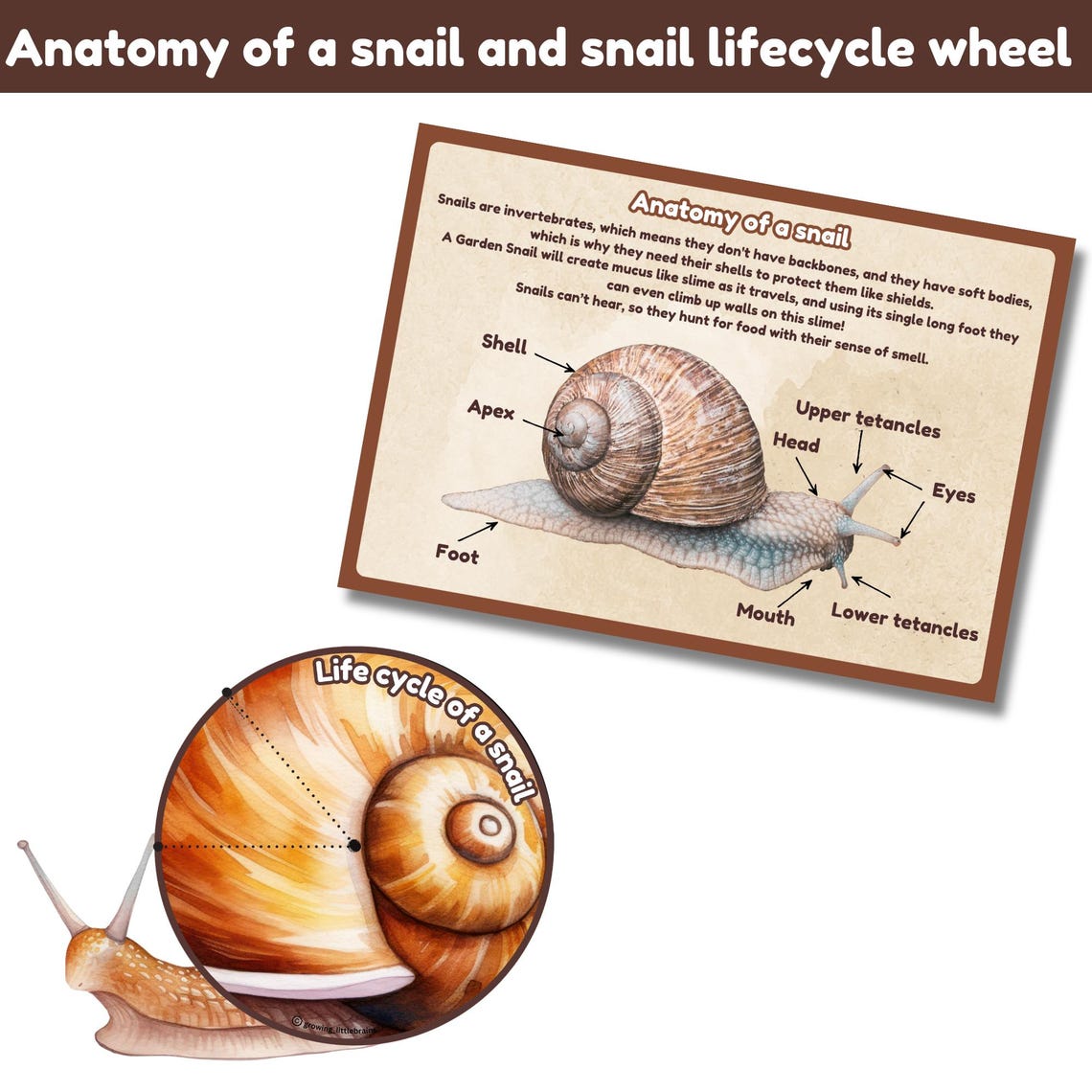 Snail Lifecycle Learning Pack | Flashcards | Lifecycle Wheel | Anatomy ...