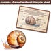 Snail Lifecycle Learning Pack | Flashcards | Lifecycle Wheel | Anatomy ...