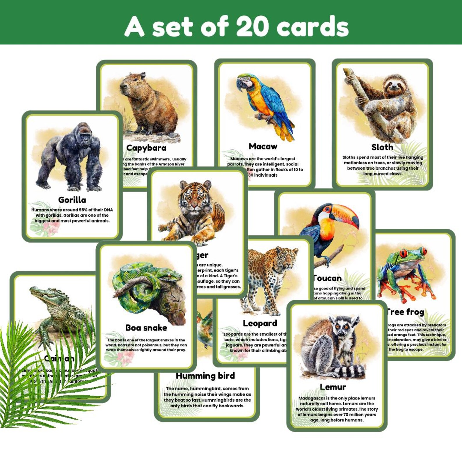 Rainforest Facts Flashcards | Jungle Animals Flashcards | With ...