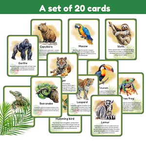 Rainforest Facts Flashcards | Jungle Animals Flashcards | With ...