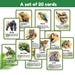Rainforest Facts Flashcards | Jungle Animals Flashcards | With ...