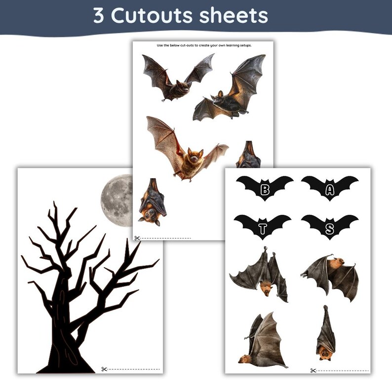 Bat Learning Pack: Life Cycle, Anatomy, Species, Activity Sheets - Etsy ...