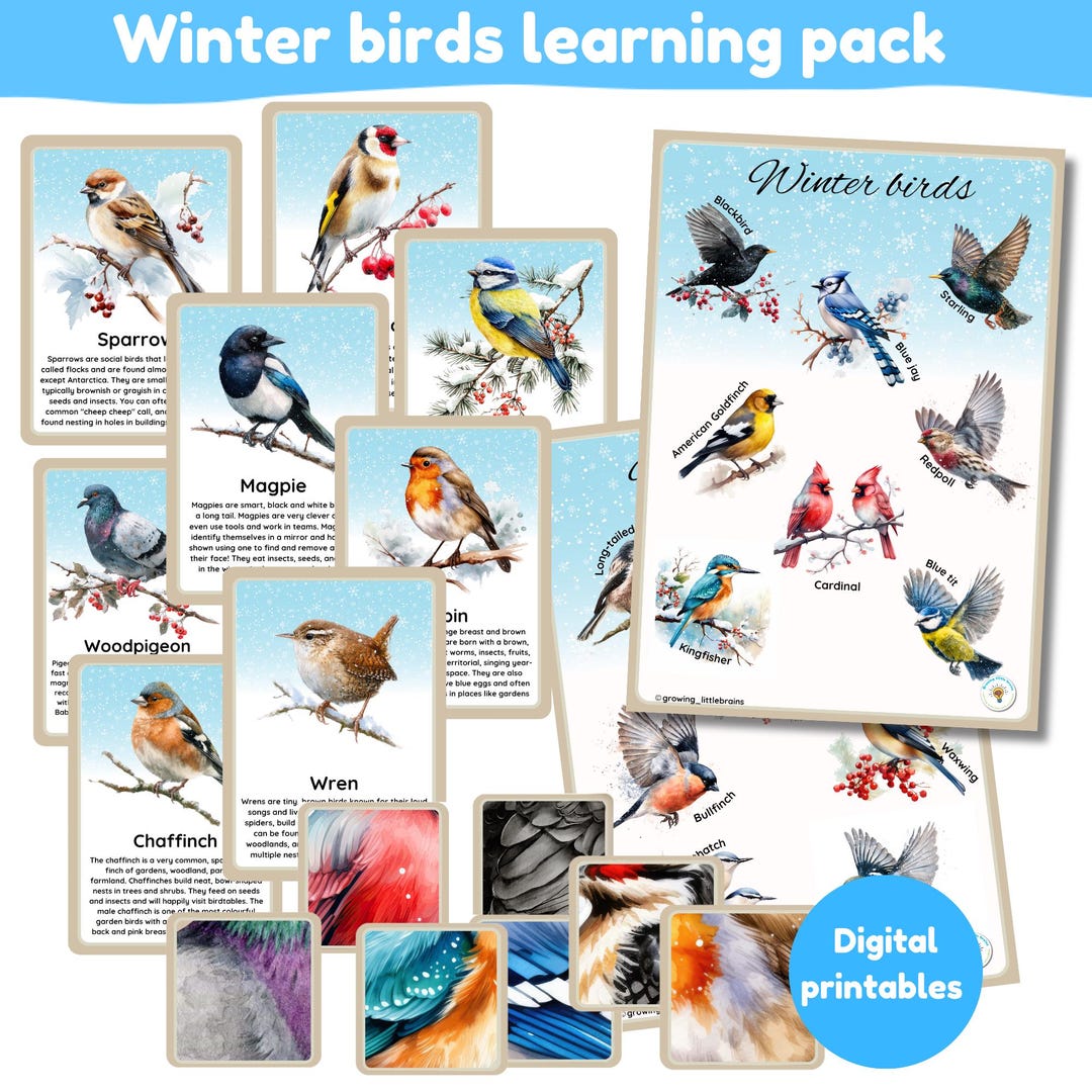 Winter Birds Facts Learning Pack | Birdwatch | RSPB | 24 Flashcards ...