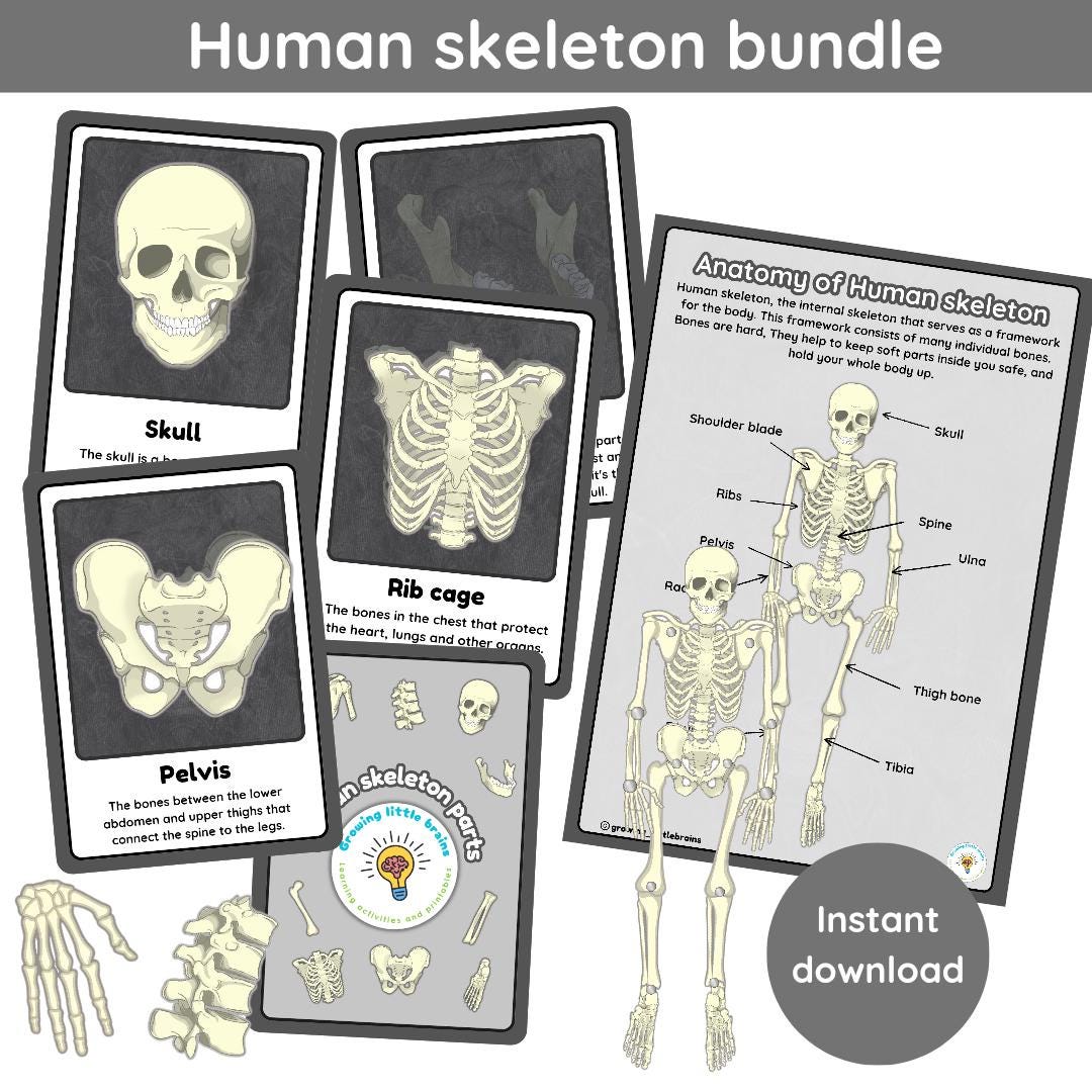 Human Skeleton Learning Pack| Shadow Match and Facts Flash Cards ...