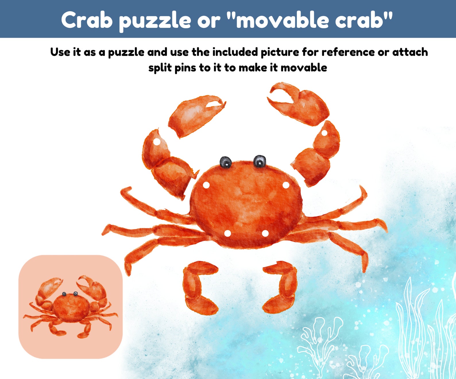 Crab Anatomy and Puzzle Movable Crab Model Crab Body Parts Activity ...
