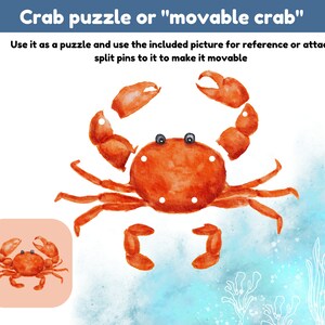Crab Anatomy and Puzzle Movable Crab Model Crab Body Parts Activity ...