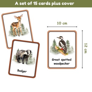 Woodland Animals Flashcards | a Set of 15 Cards Plus a Beautiful Co Era ...