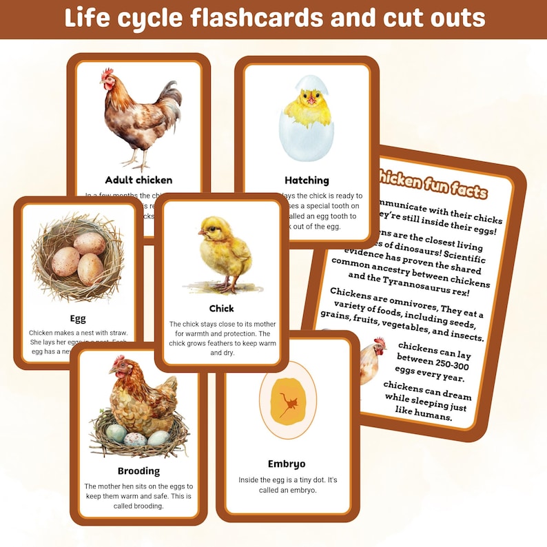 Life Cycle of a Chicken Learing Pack | Charts, Wheel and Flash Cards ...