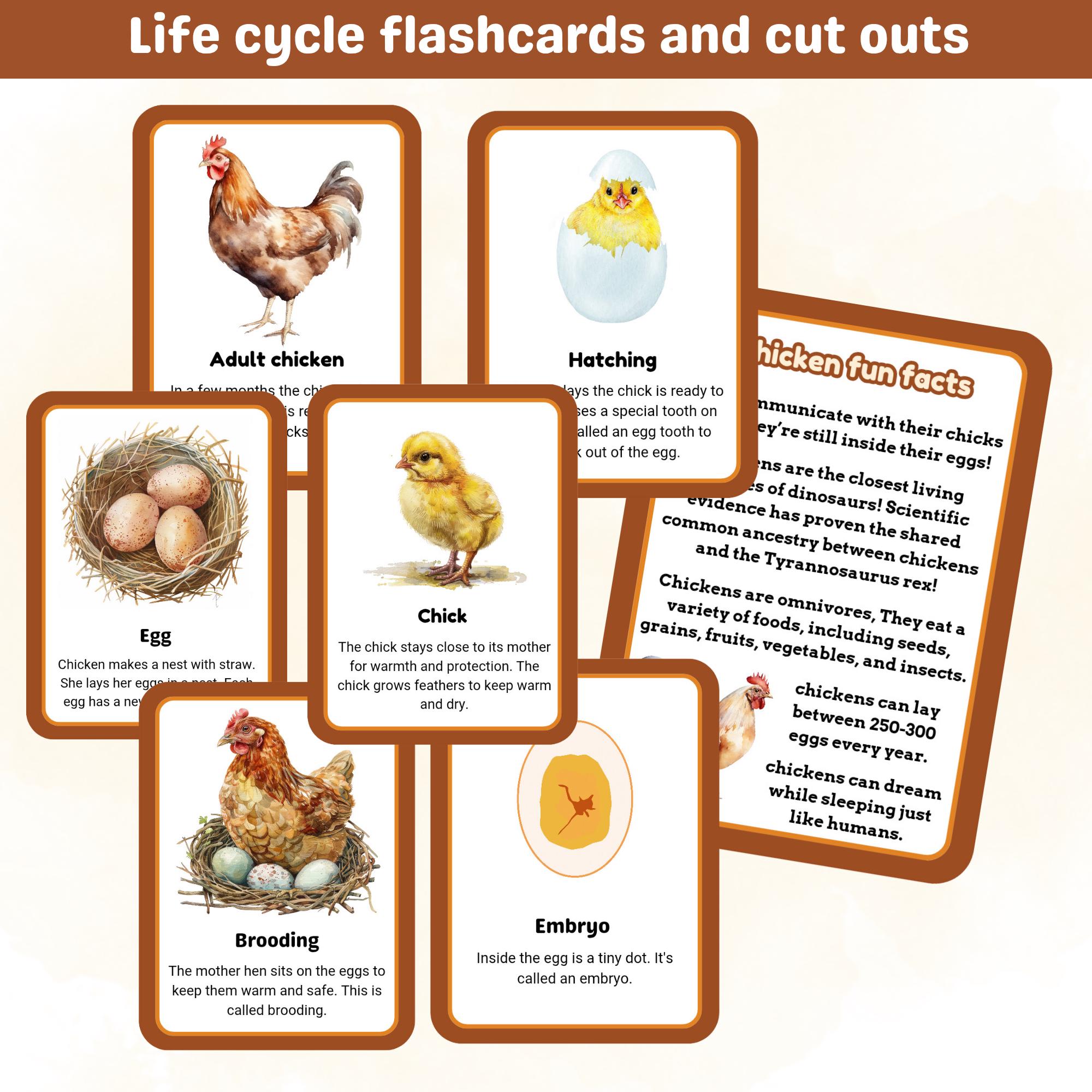 Life Cycle of a Chicken Learing Pack | Charts, Wheel and Flash Cards ...