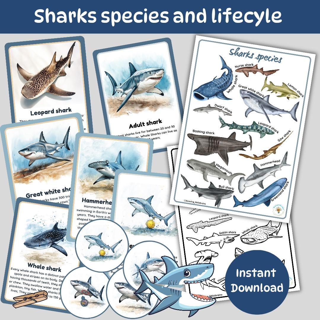 Sharks Species and Lifecycle Learning Pack | Great White Shark | Sharks ...