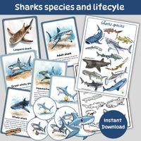 SPANISH Seahorse Life Cycle Learning Activity for Kids | Marine Life ...