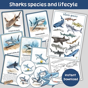 Sharks Species and Lifecycle Learning Pack | Great White Shark | Sharks ...