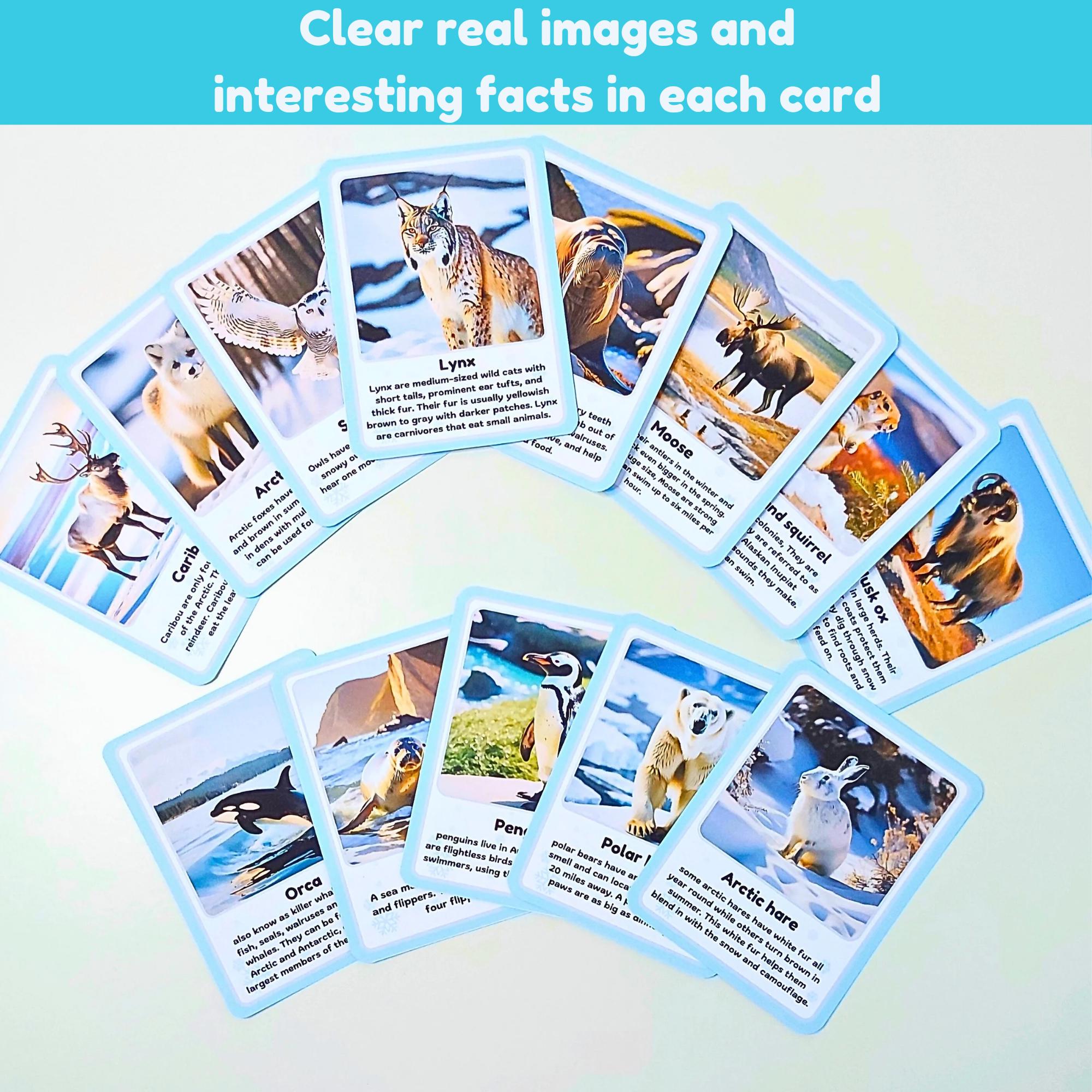 Polar Animals Facts Flashcards With Real Pictures | a Set of 20 ...