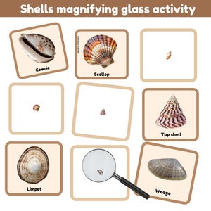 Shells Study Bundle | Types of Shells | Shadow Match| Facts | Sorting ...