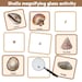 Shells Study Bundle | Types of Shells | Shadow Match| Facts | Sorting ...