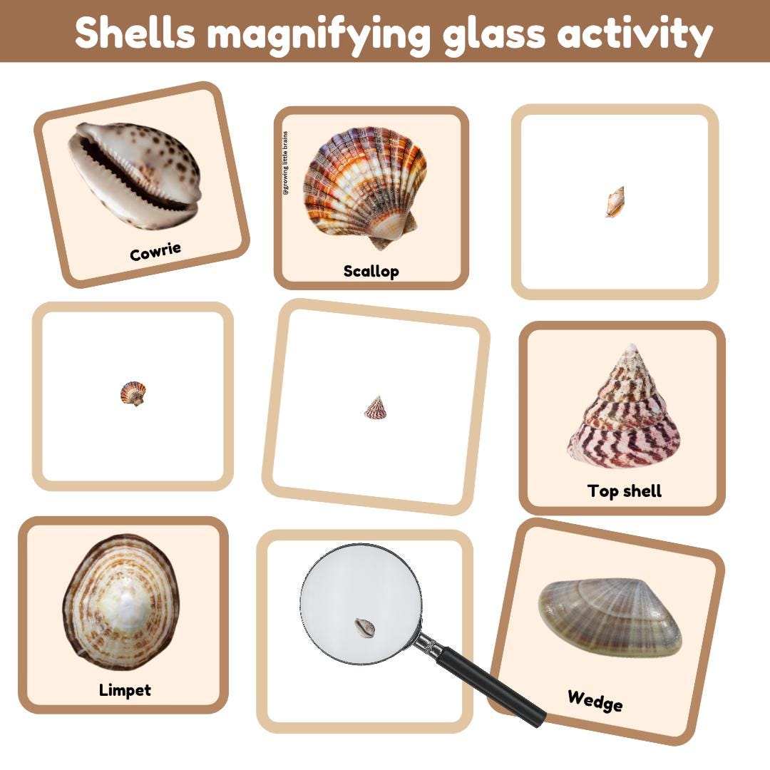 Shells Study Bundle | Types of Shells | Shadow Match| Facts | Sorting ...