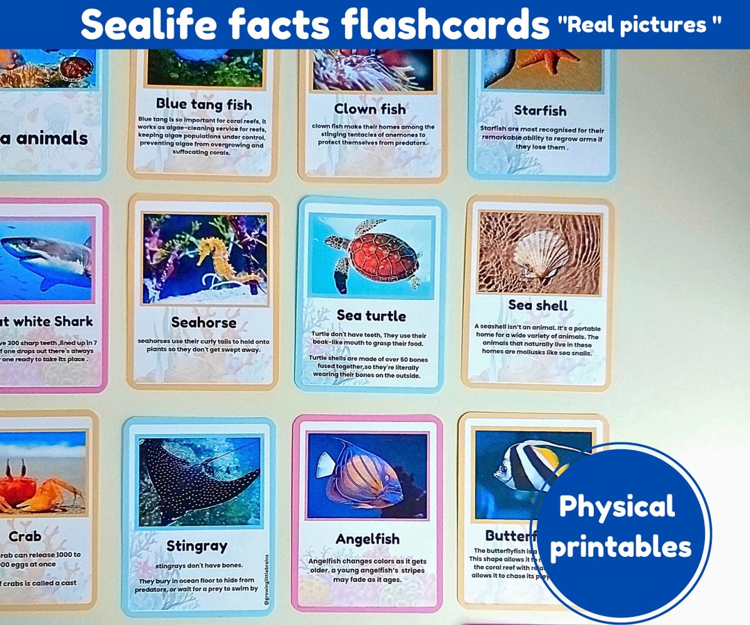 Ocean Facts Flash Cards | Sea Animals Flashcards With Real Pictures ...