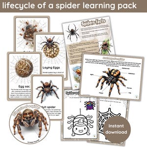 Spiders Life Cycle Learning Pack: Flashcards, Anatomy Charts (digital ...