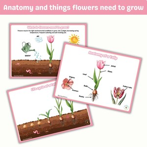 Life Cycle of Tulip Flower Learning Pack | Flashcards | Anatomy | Tulip ...
