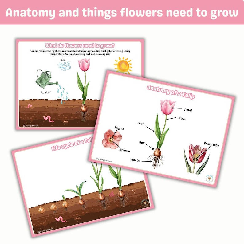 Life Cycle of Tulip Flower Learning Pack | Flashcards | Anatomy | Tulip ...