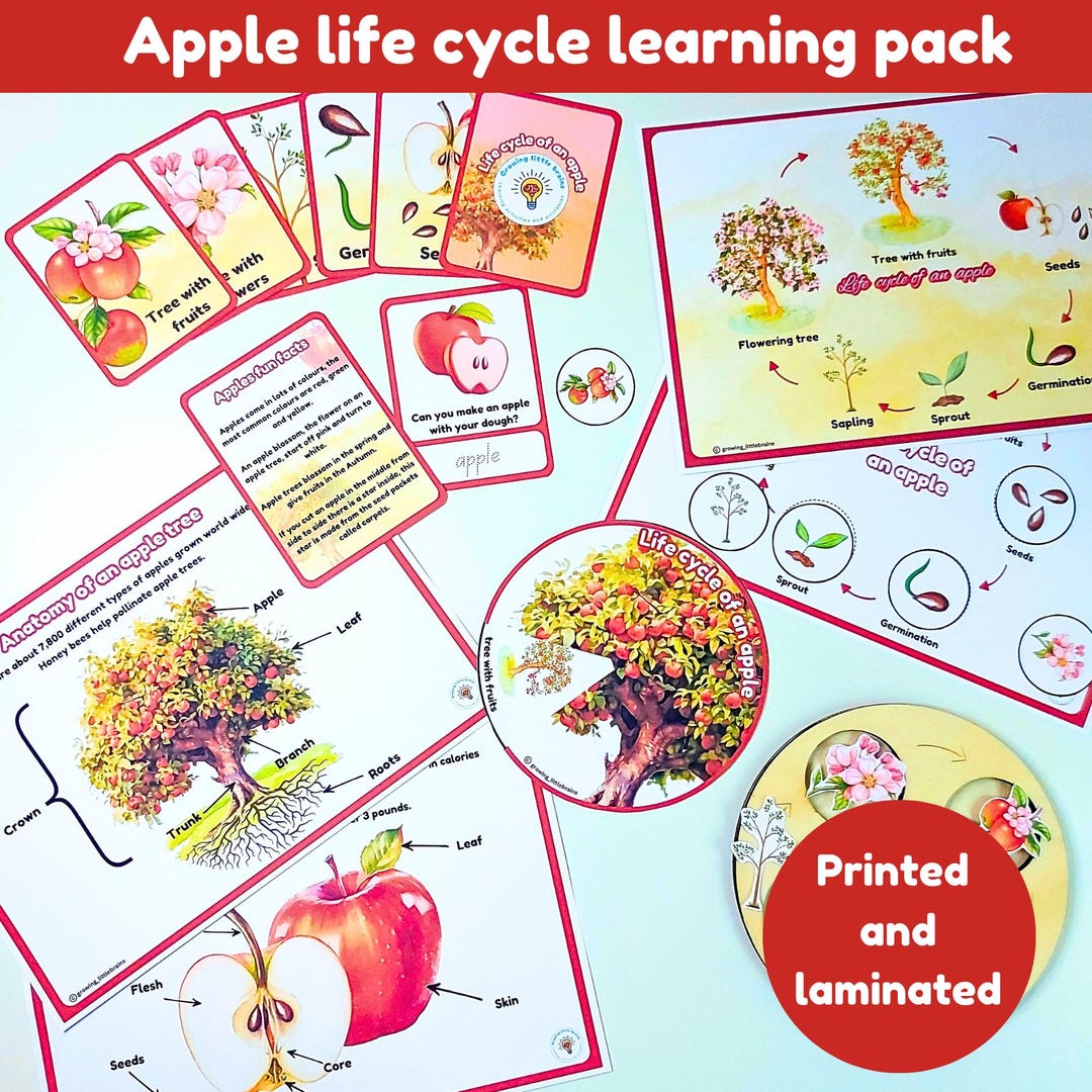 Apple Life Cycle Learning Pack | Flashcards | Anatomy of an Apple and ...