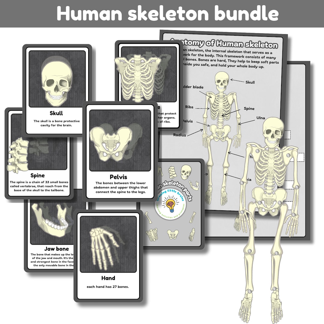 Anatomy of Human Skeleton Bundle | Shadow Match and Facts Flash Cards ...