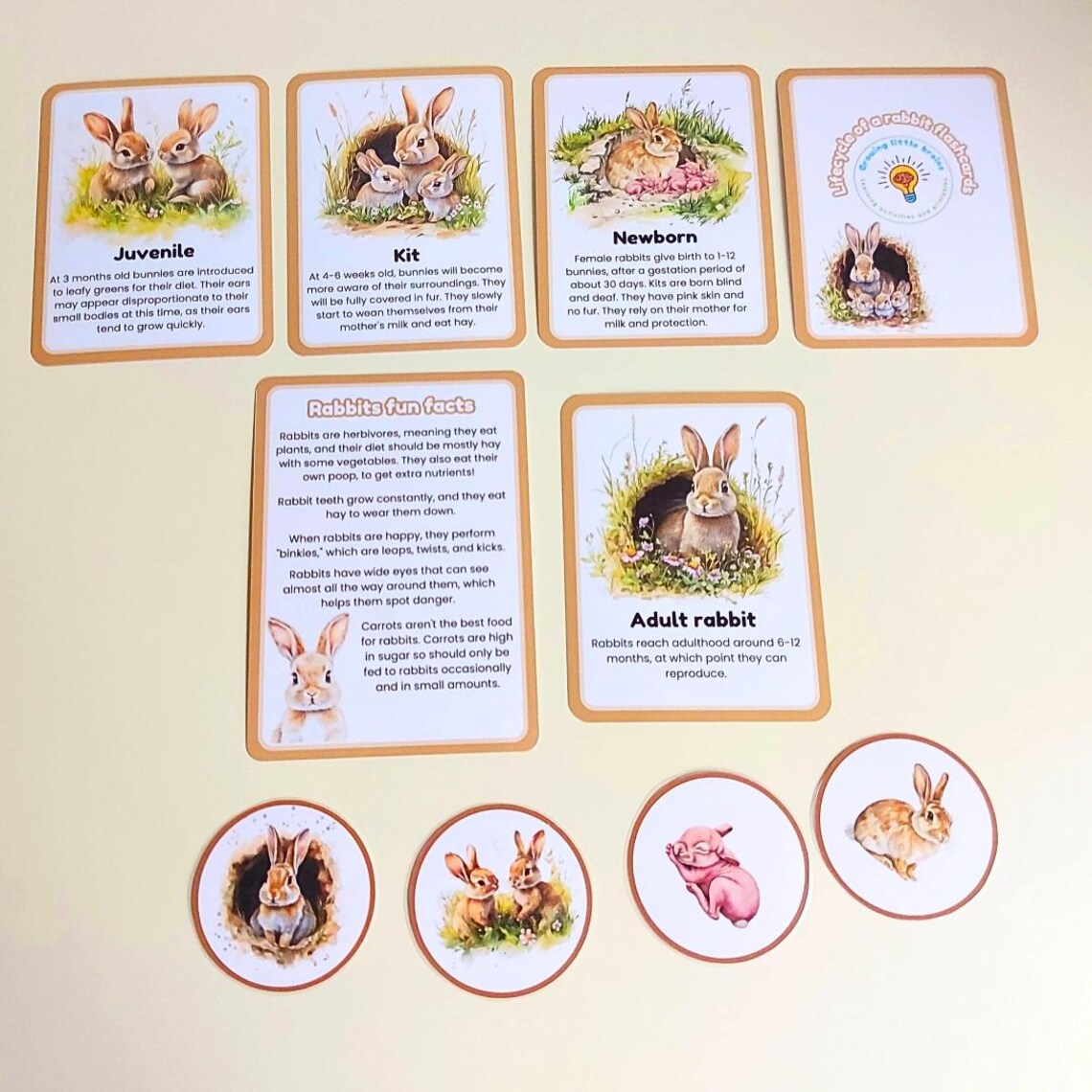 Life Cycle of a Rabbit Learning Pack | Flashcards | Lifecycle Wheel ...