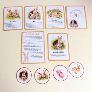 Life Cycle of a Rabbit Learning Pack | Flashcards | Lifecycle Wheel ...
