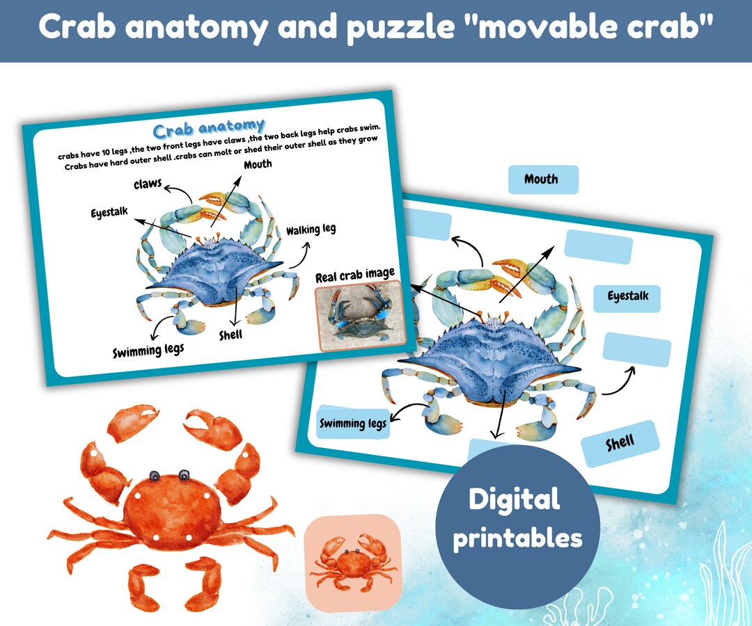 Crab Anatomy and Puzzle | Movable Crab Model | Crab Body Parts Activity ...