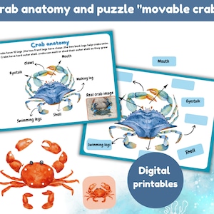 Crab Anatomy and Puzzle | Movable Crab Model | Crab Body Parts Activity ...