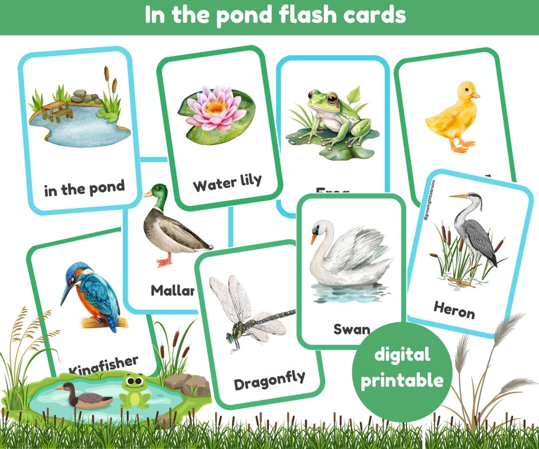 In the Pond Flash Cards | 20 Flash Cards | Pond Life Flash Cards ...