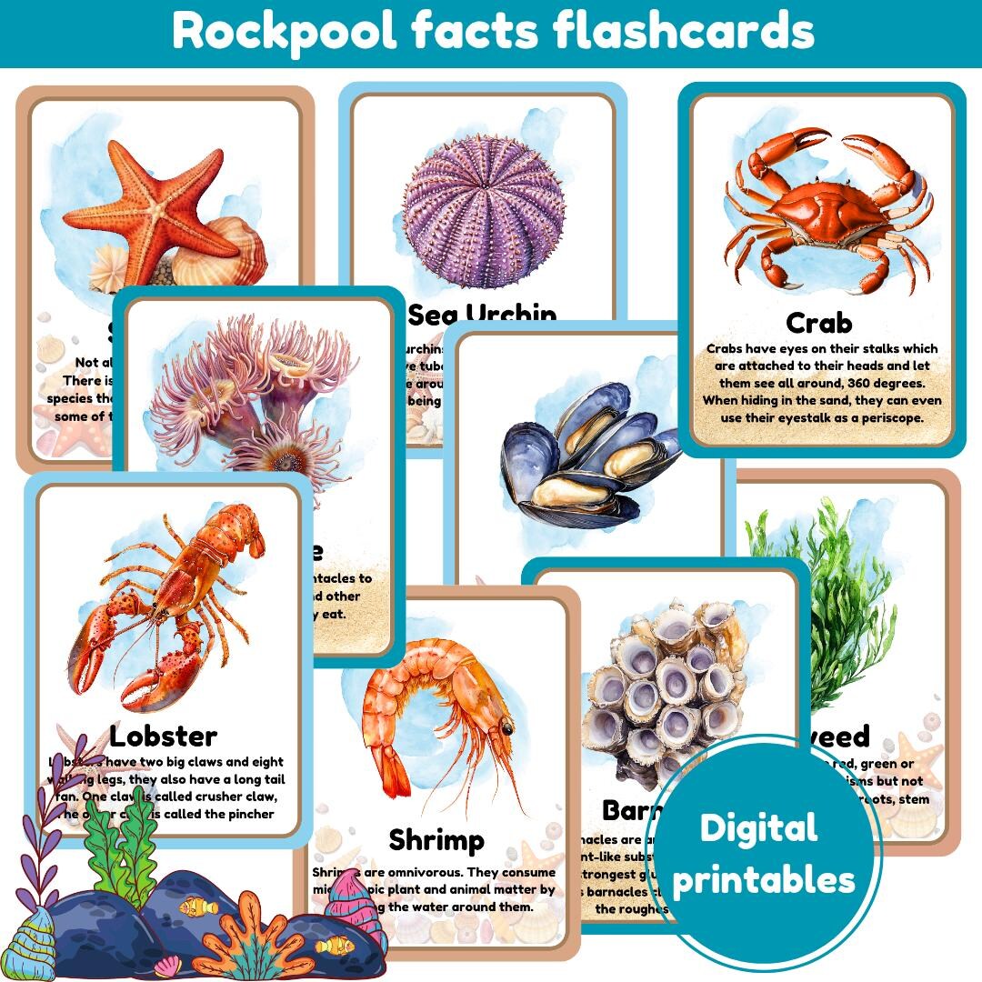 Rockpool Facts Flashcards | a Set of 14 Cards | Sea Life | Montessori ...