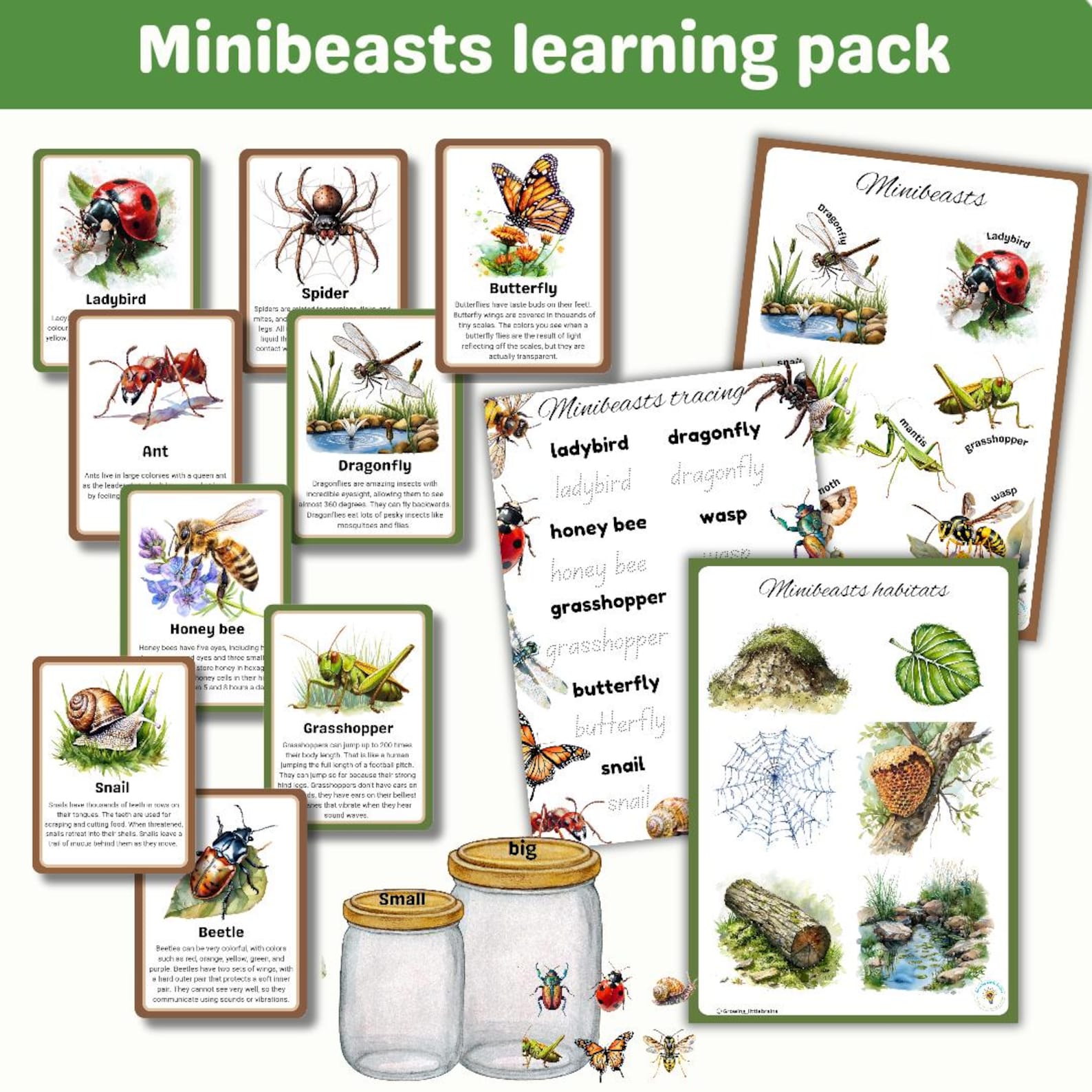 Minibeasts Learning Pack | 18 Facts Flashcards | Spring | Activity ...