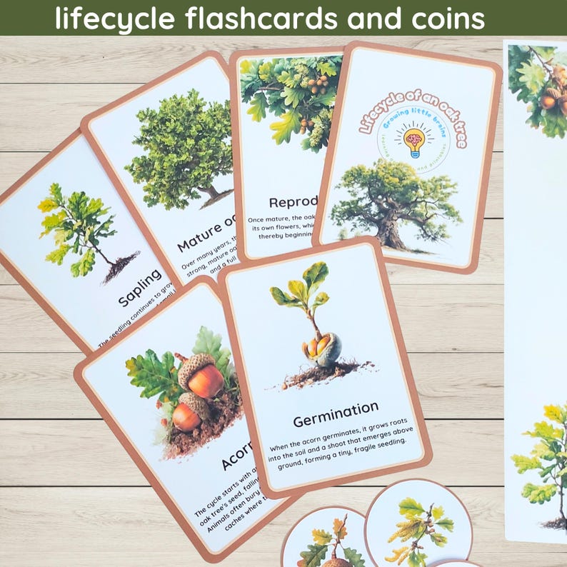 Oak Tree Lifecycle Learning Pack: Flashcards, Wheel & Anatomy Charts - Etsy