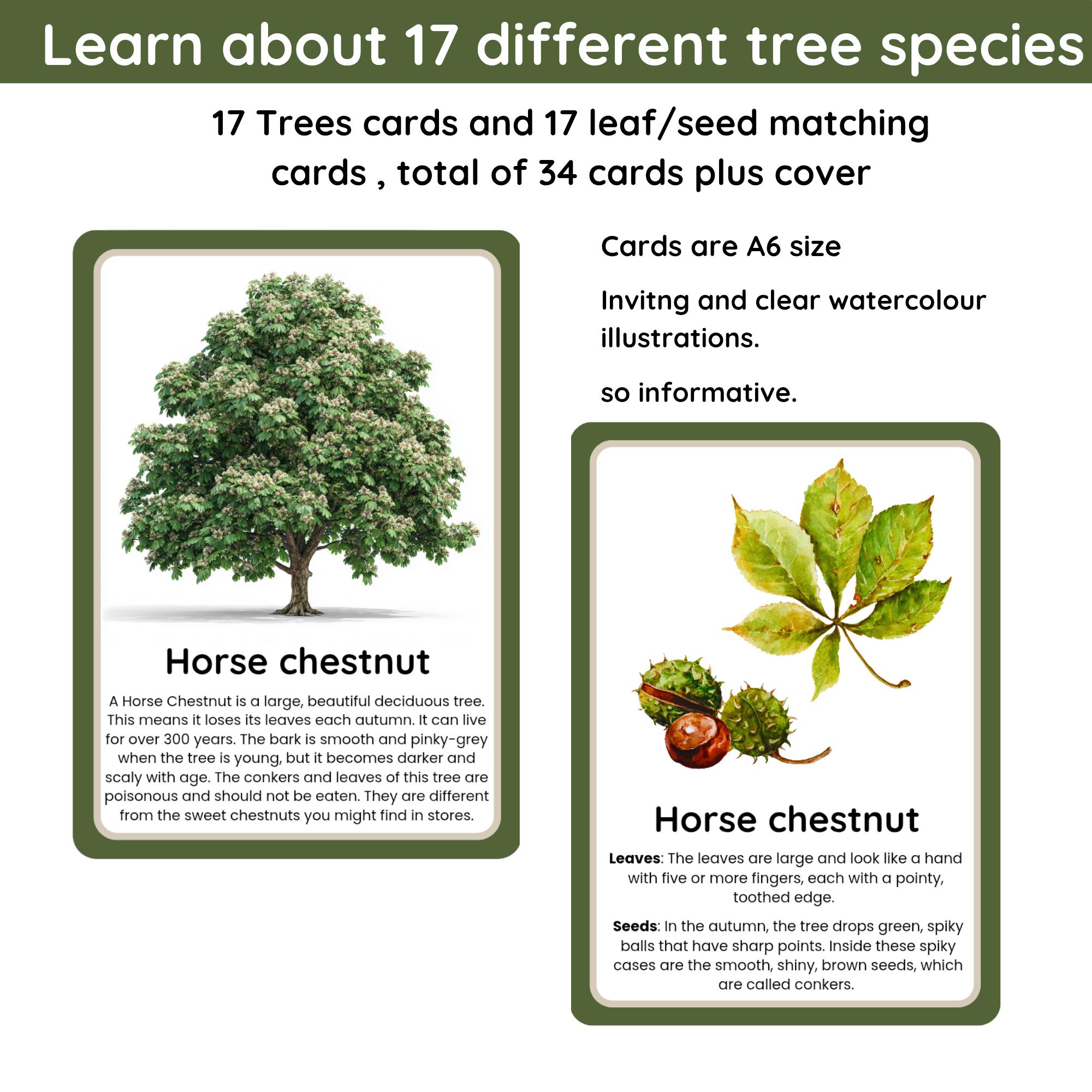 Tree Identification Learning Pack | 34 Facts Flashcards | Tree/leaf ...