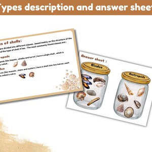 Shells Types Sorting Activity | Shells Jars Sorting Activity | Fun ...