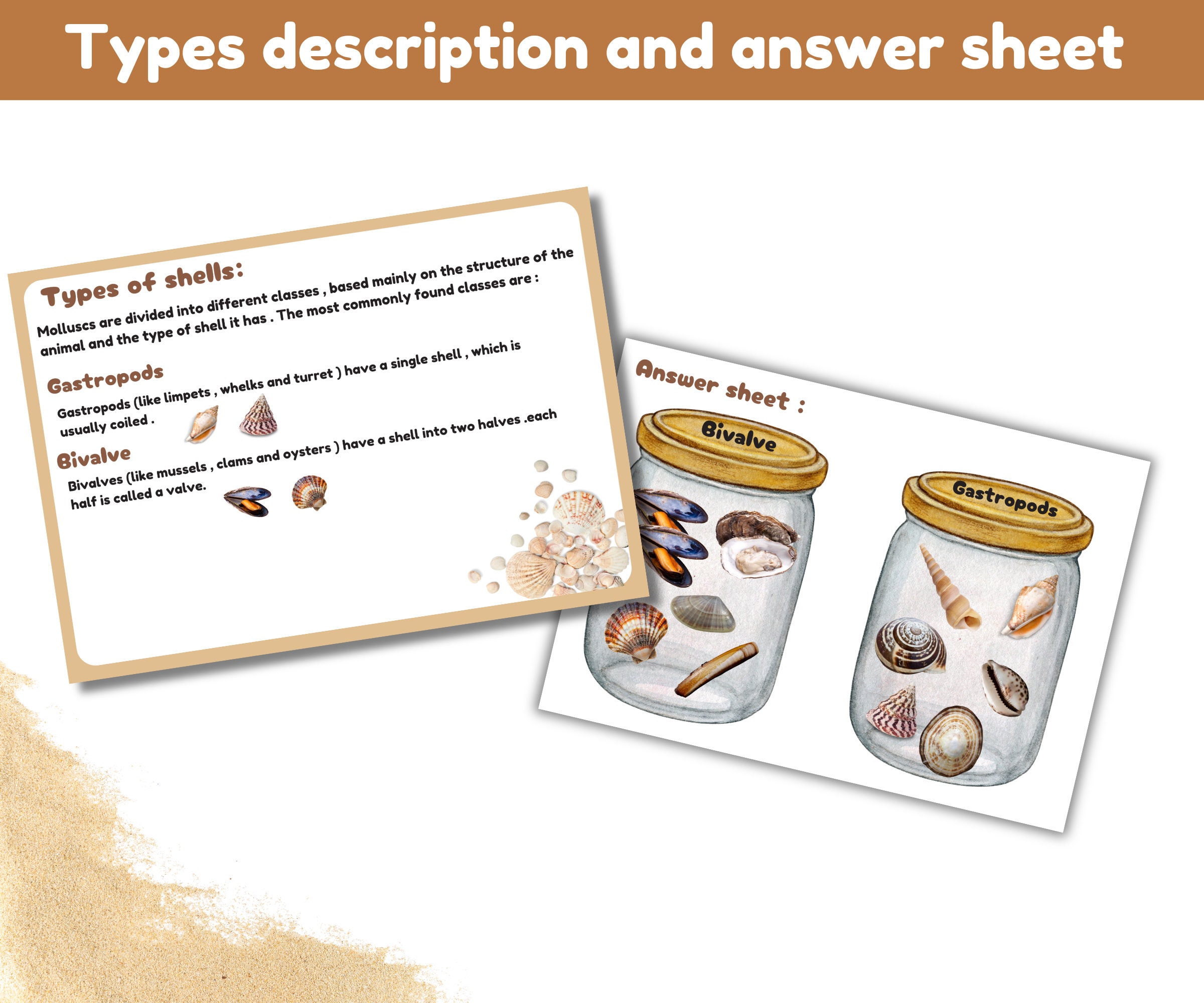 Shells Types Sorting Activity | Shells Jars Sorting Activity | Fun ...