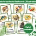 Rainforest Facts Flashcards Jungle Animals Flashcards With Beautiful ...