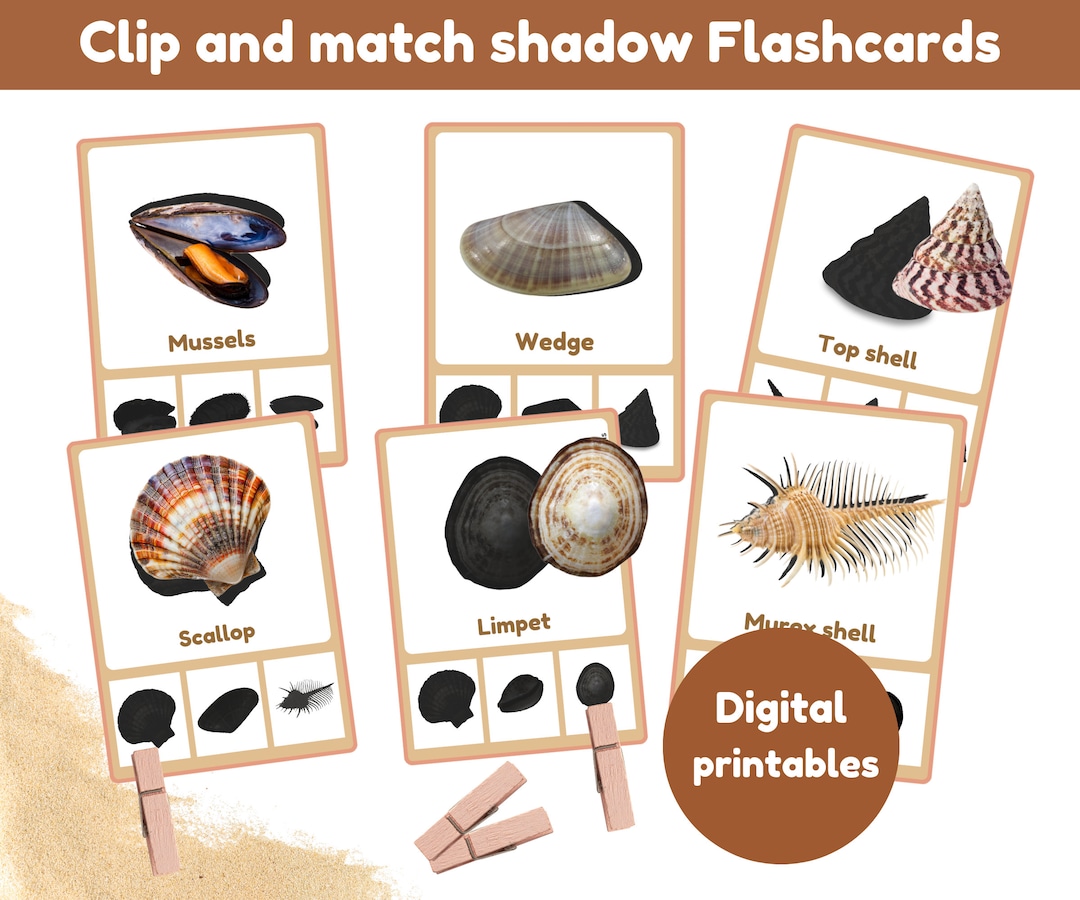 Clip and Match Shells Shadow Flashcards | Shells Flashcards | 15 Cards ...