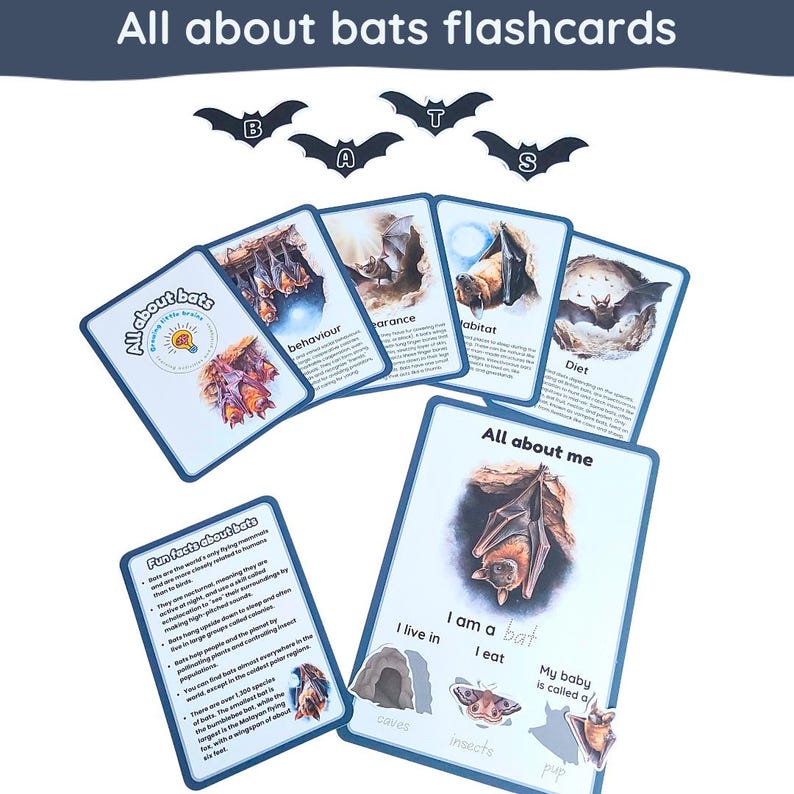 Bat Learning Pack: Life Cycle, Anatomy, Species, Activity Sheets - Etsy UK