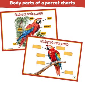 All About Parrots Learning Pack | Parrot | Rainforest | Jungle Animals ...