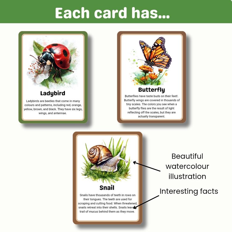 Minibeasts Learning Pack | 18 Facts Flashcards | Spring | Activity ...