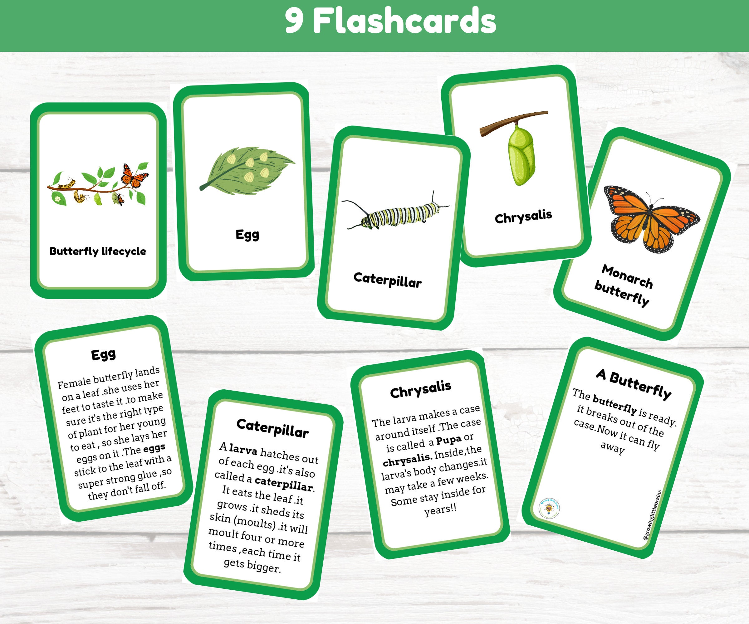 Monarch Butterfly Lifecycle Butterfly Lifecycle Flashcards and Chart ...