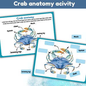 Crab Anatomy and Puzzle | Movable Crab Model | Crab Body Parts Activity ...