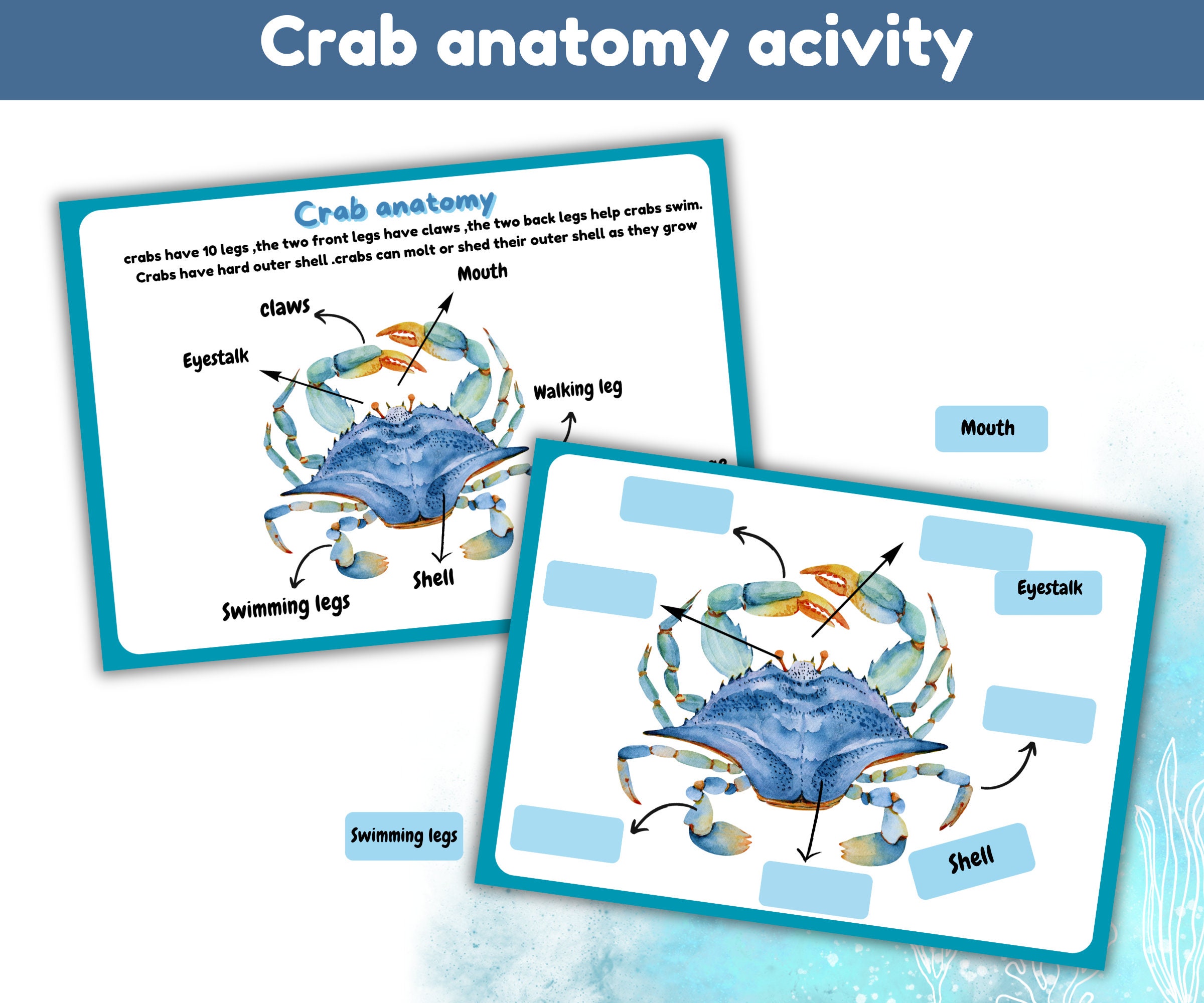 Crab Anatomy and Puzzle | Movable Crab Model | Crab Body Parts Activity ...