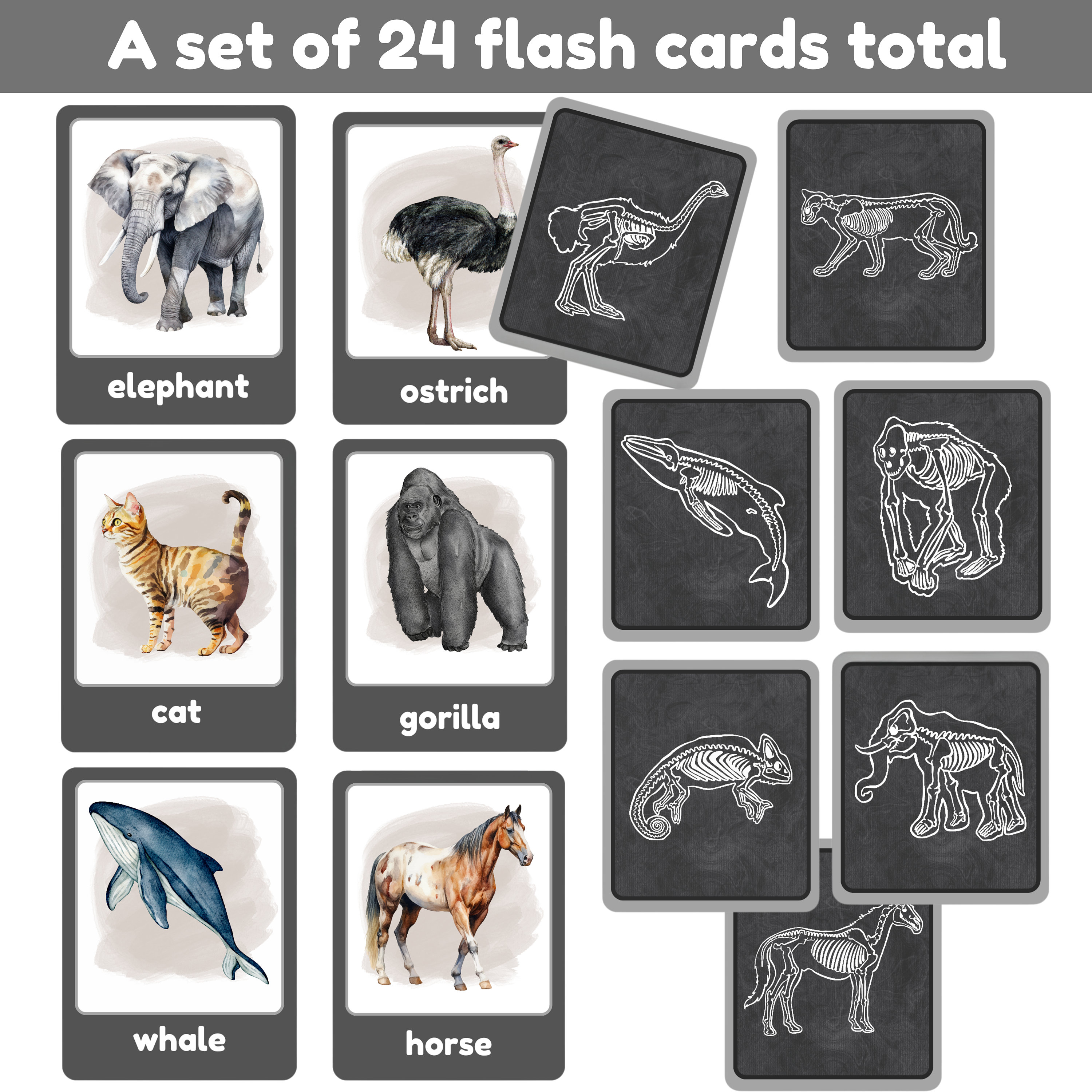 Animals Skeletons X-ray Matching Flash Cards | a Set of 24 Cards to ...
