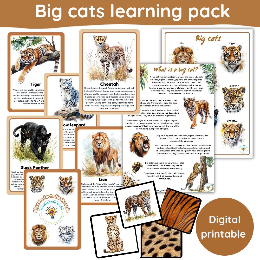 Big Cats Learning Pack | Big Cats Facts Cards | Lion | Cheetah ...